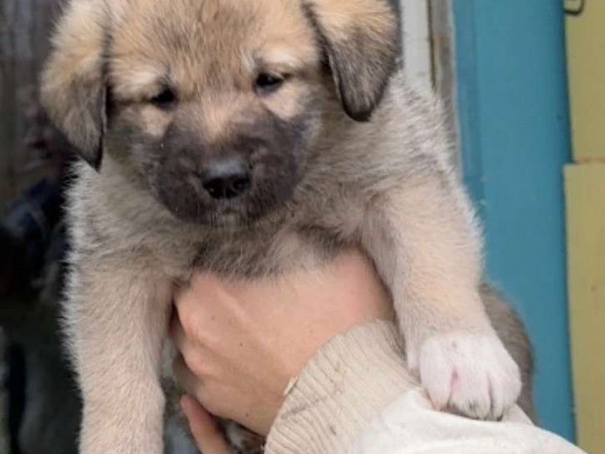 Детишки от метисов алабая и малинуа