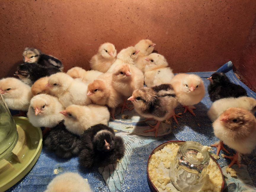 Цыплята суточные несушки