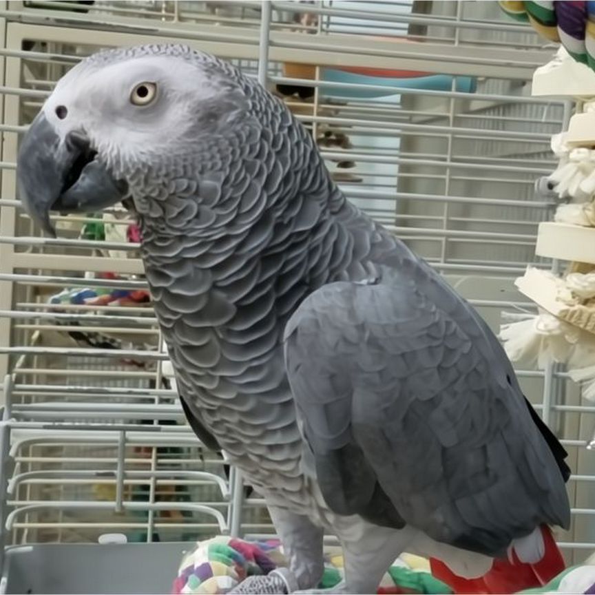 Говорящий попугай