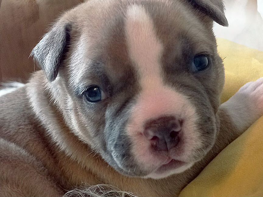 Щенок Булли classic