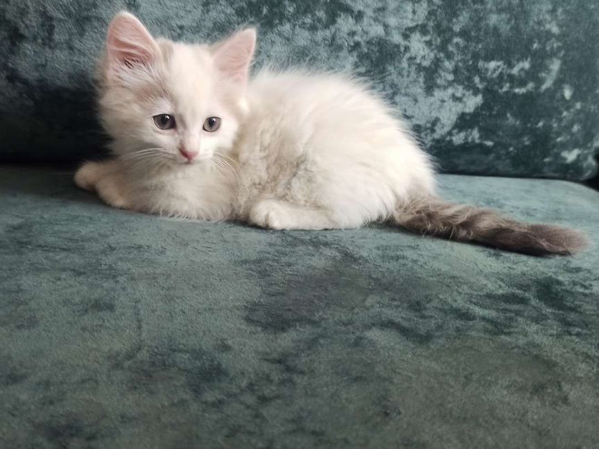 Малыш ищет дом