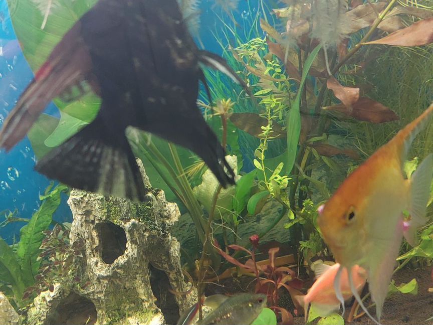 Рыба. Скалярики