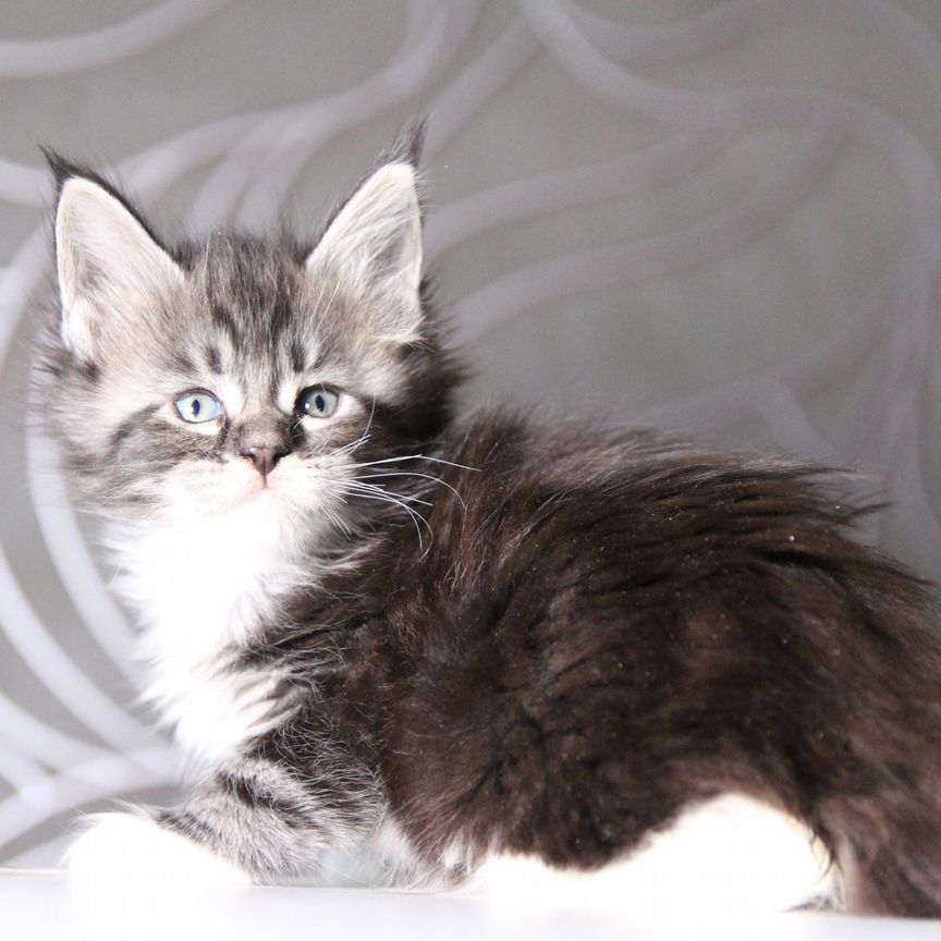 Мейн-кун котёнок