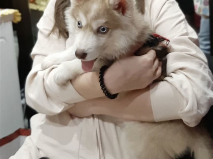 Щенки сибирской хаски