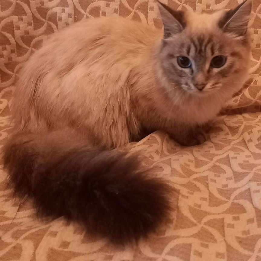 Балинезийский котёнок