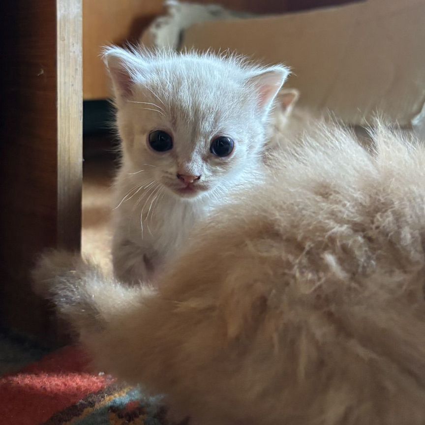Котёнок в добрые руки
