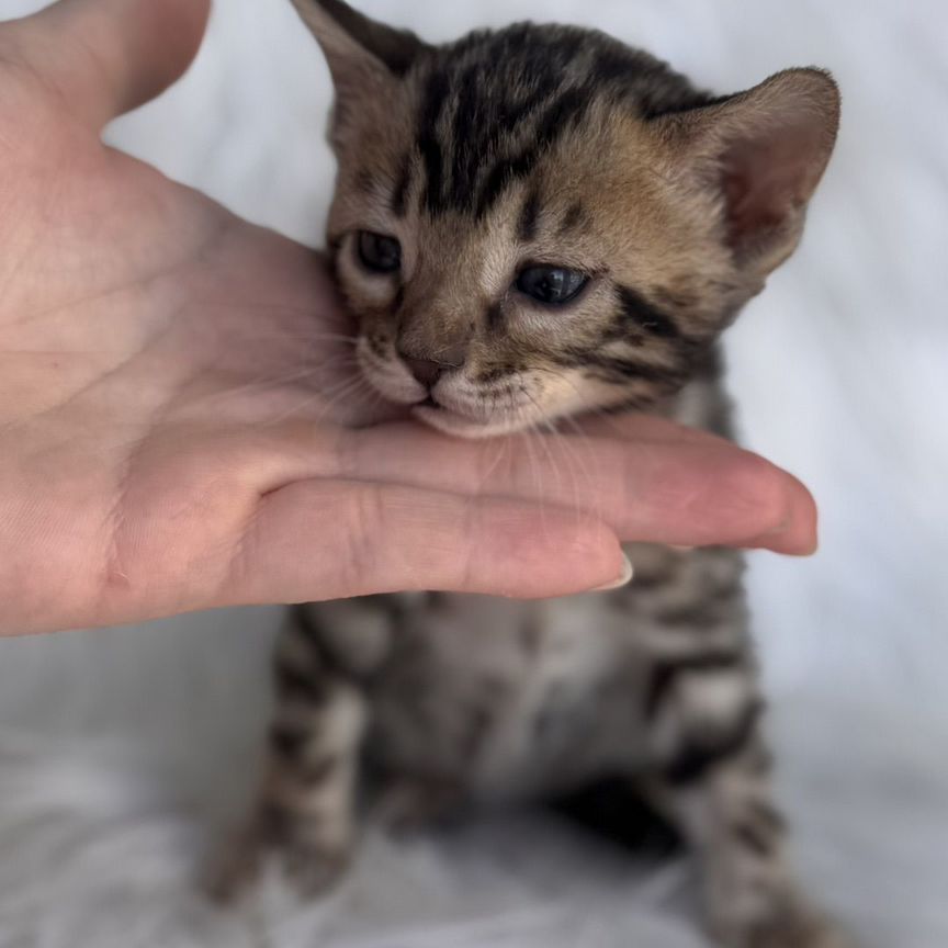 Бенгальская кошечка розетка на золоте