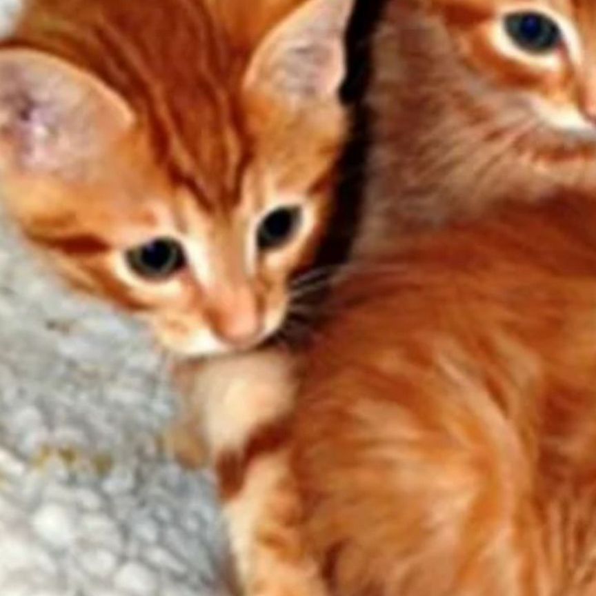 Красные огоньки котята