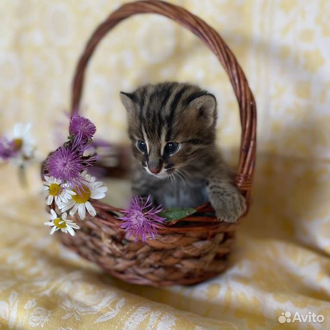 Котята дальневосточного лесного кота