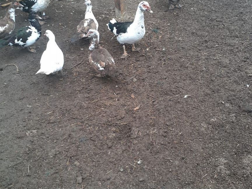 Утки Самцы селезня на развод (крупные)