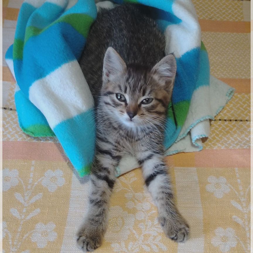 Милые котята, пупсики ищут своих пап и мам