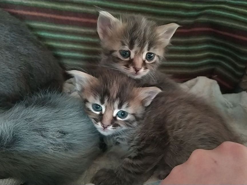 2 прекрасных девочки ищут семью