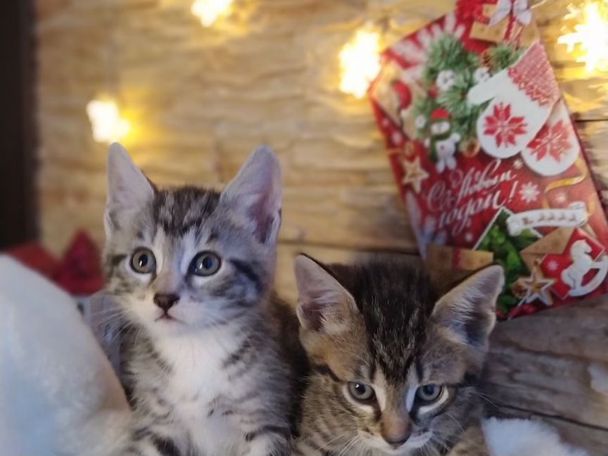 Кошки