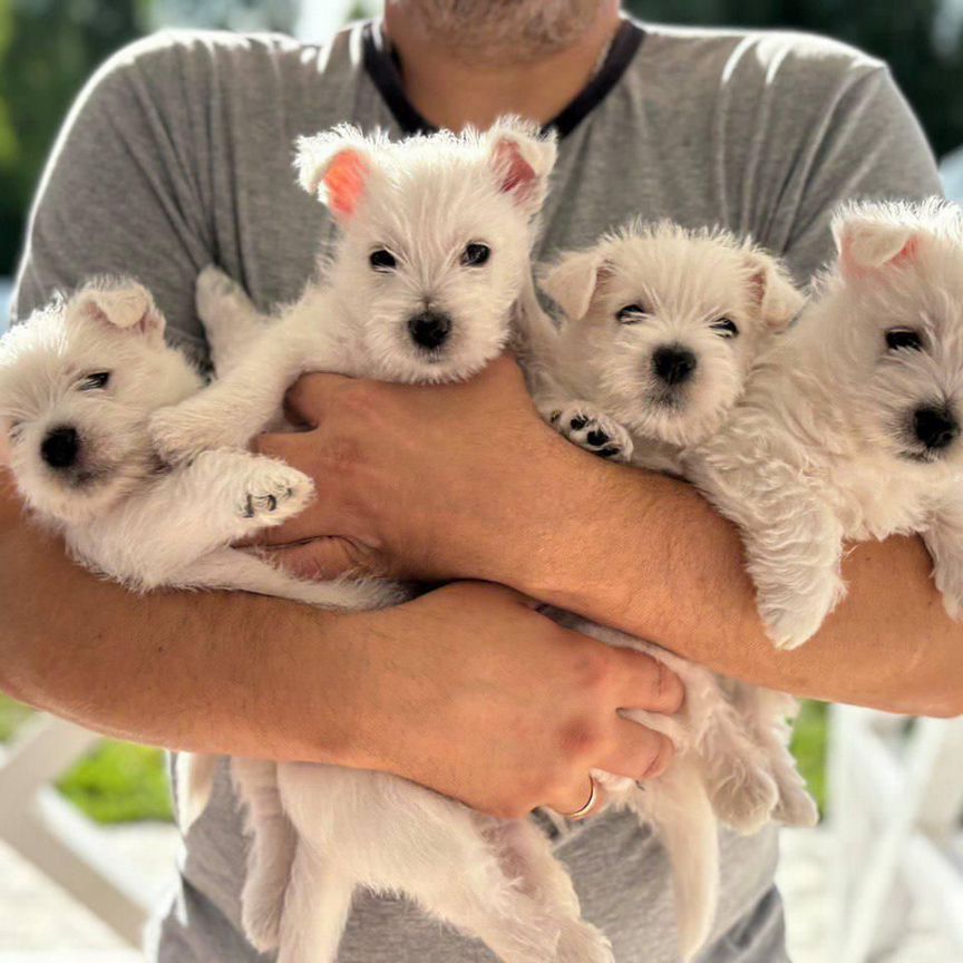 Вест хайленд вайт терьер