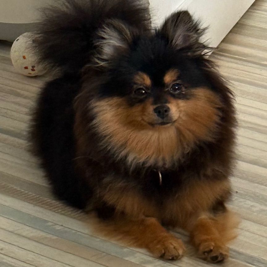 Померанский шпиц, щенок