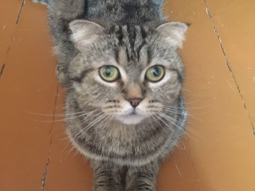 Кошки породистые бесплатно