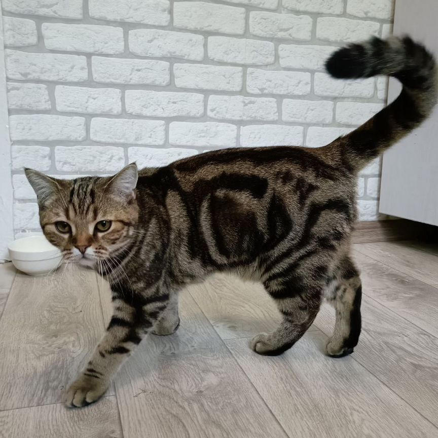 Отдам кота в добрые руки