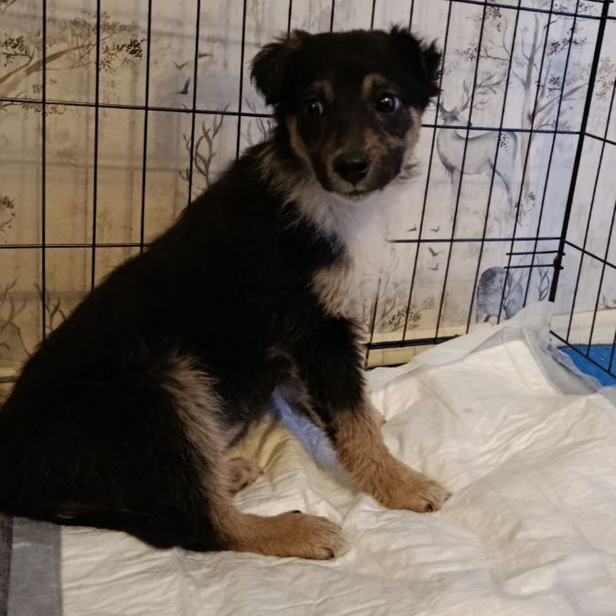 Щенок в добрые руки