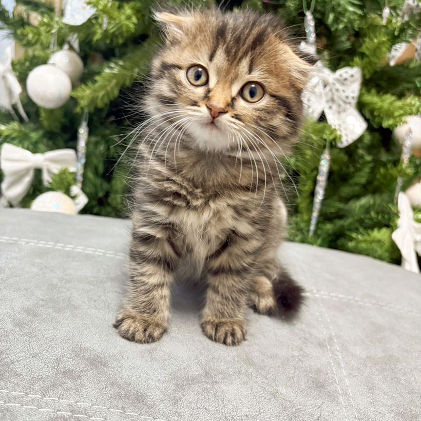 Котята вислоушки