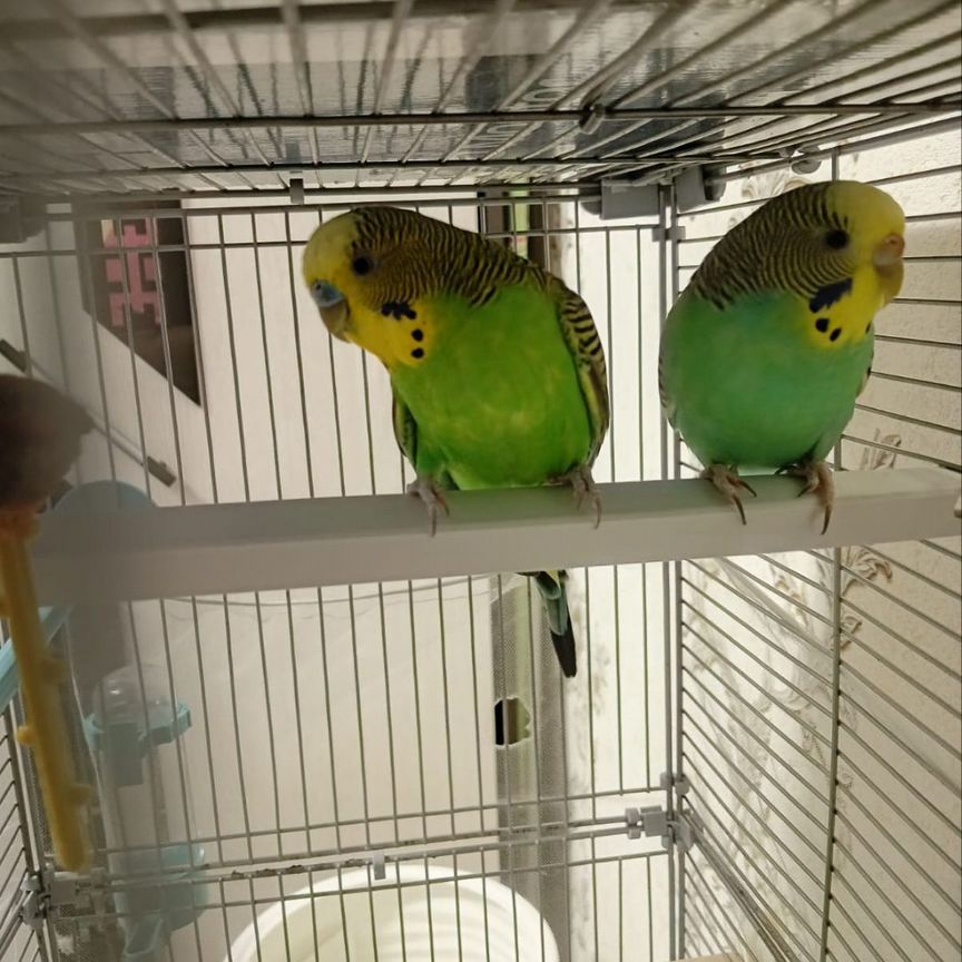 Волнистый попугай