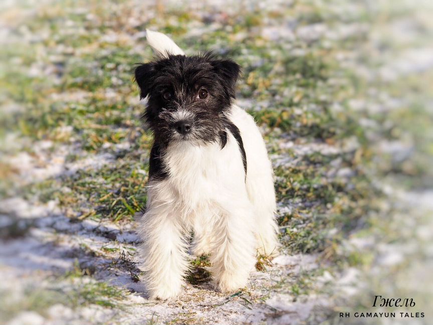 Джек рассел терьер, девочка РКФ