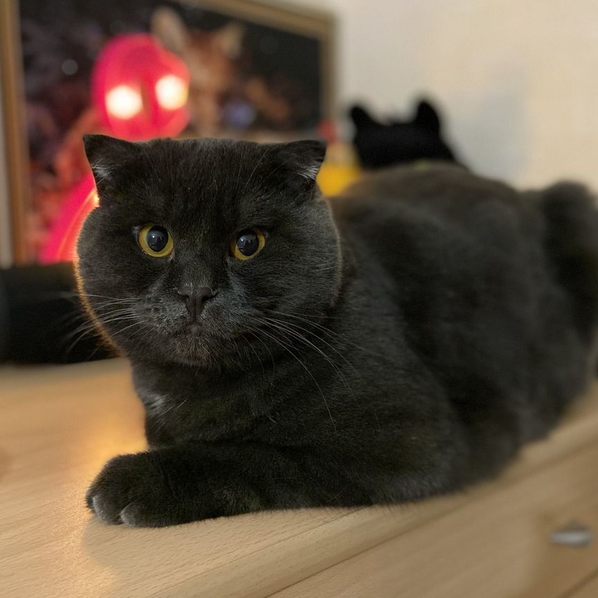 Шотландский вислоухий короткошёрстный кот, взрослый