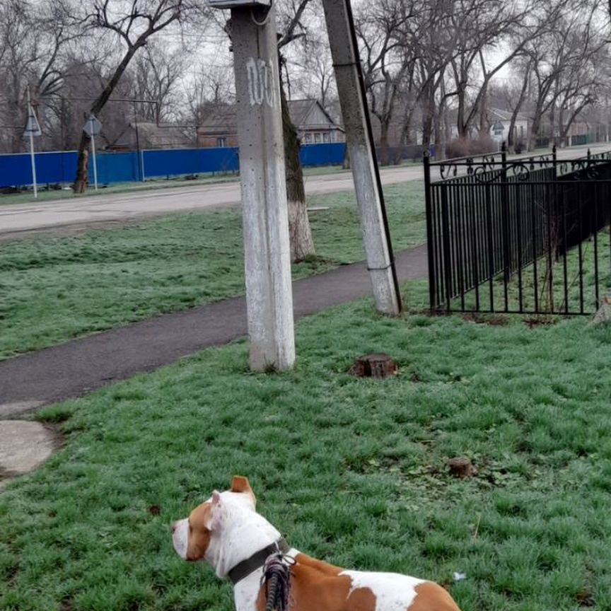 Отдам в добрые руки