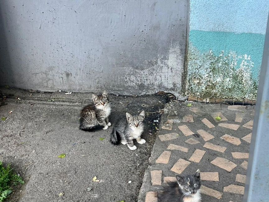 Котятам с больными глазками нужен дом