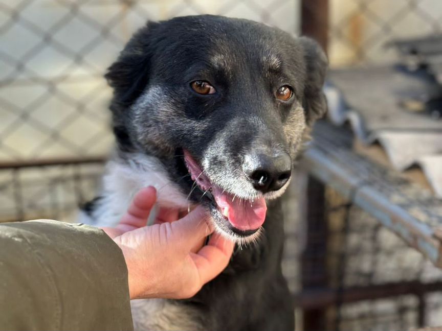 Собака в добрые руки