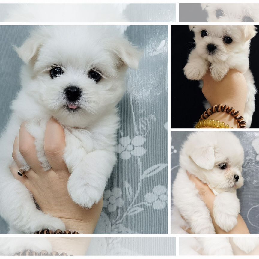 Мальтийская болонка, щенок