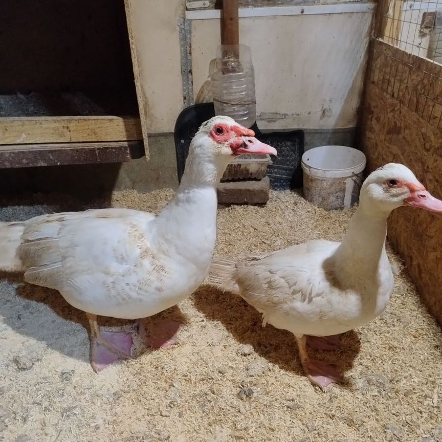 Индоутки тяжёлой линии