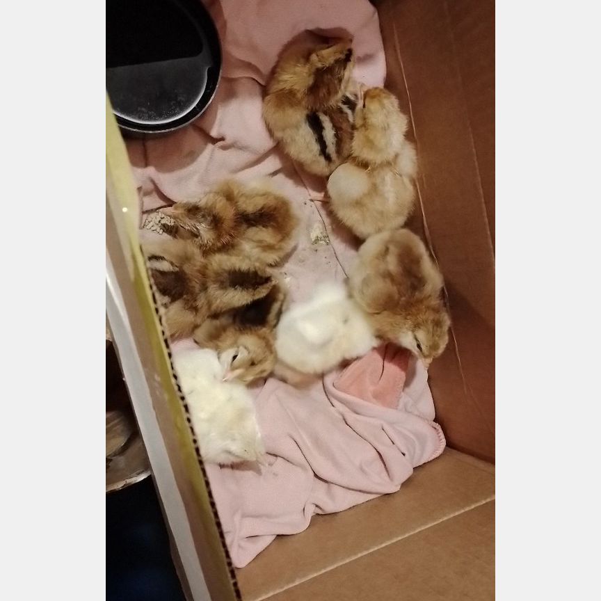 Цыплята голубое яйцо