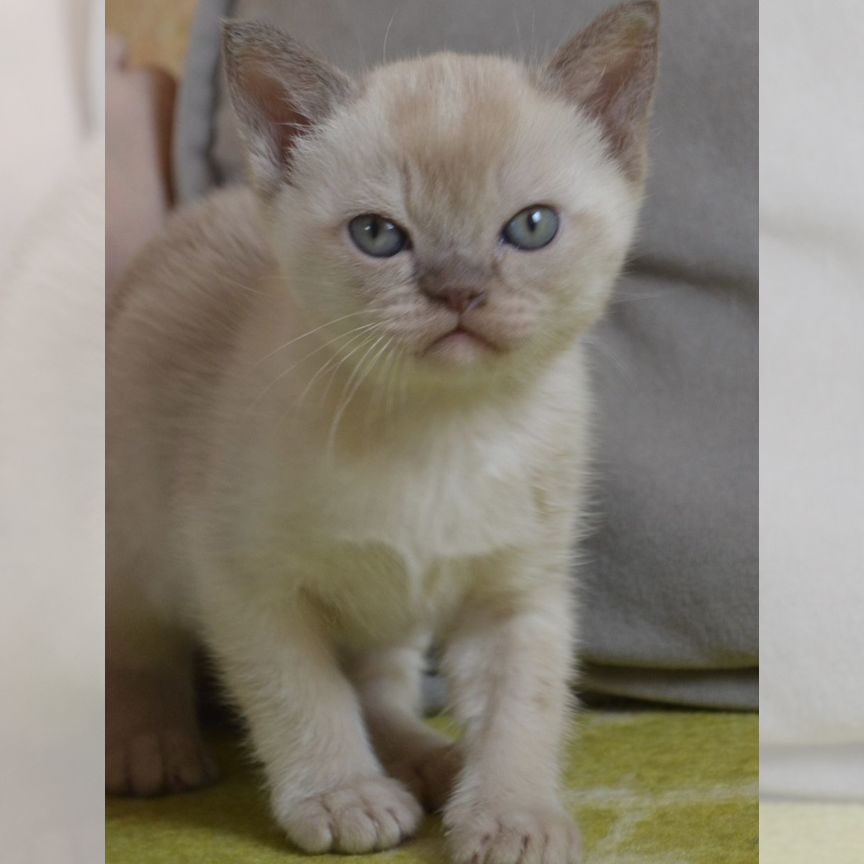 Европейский бурманский котёнок
