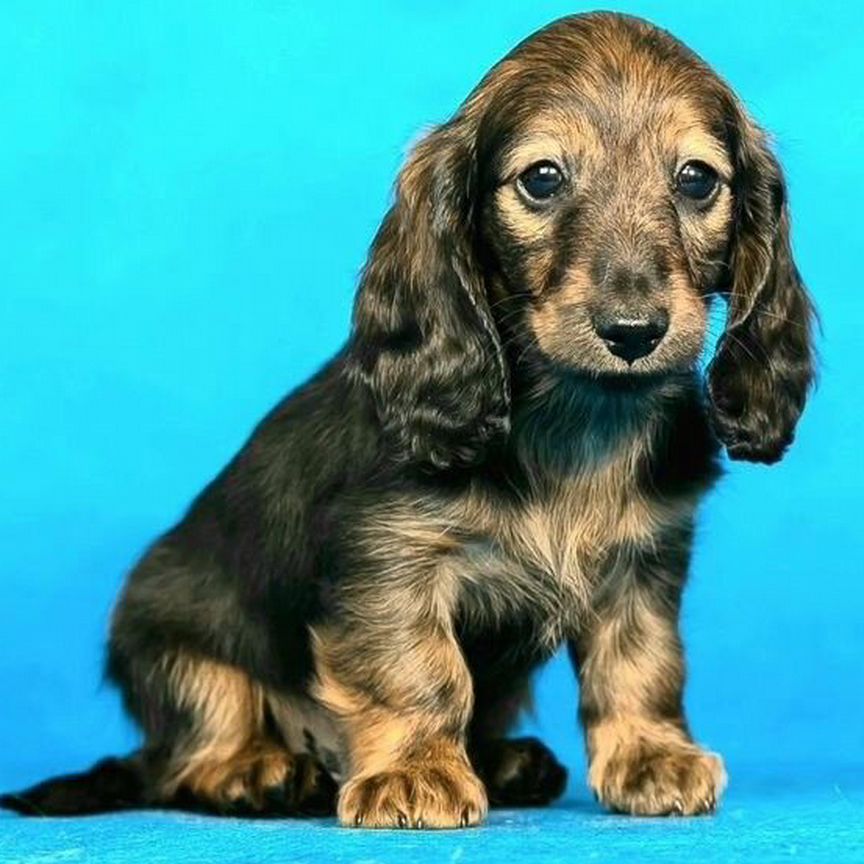 Кроличья такса, щенок