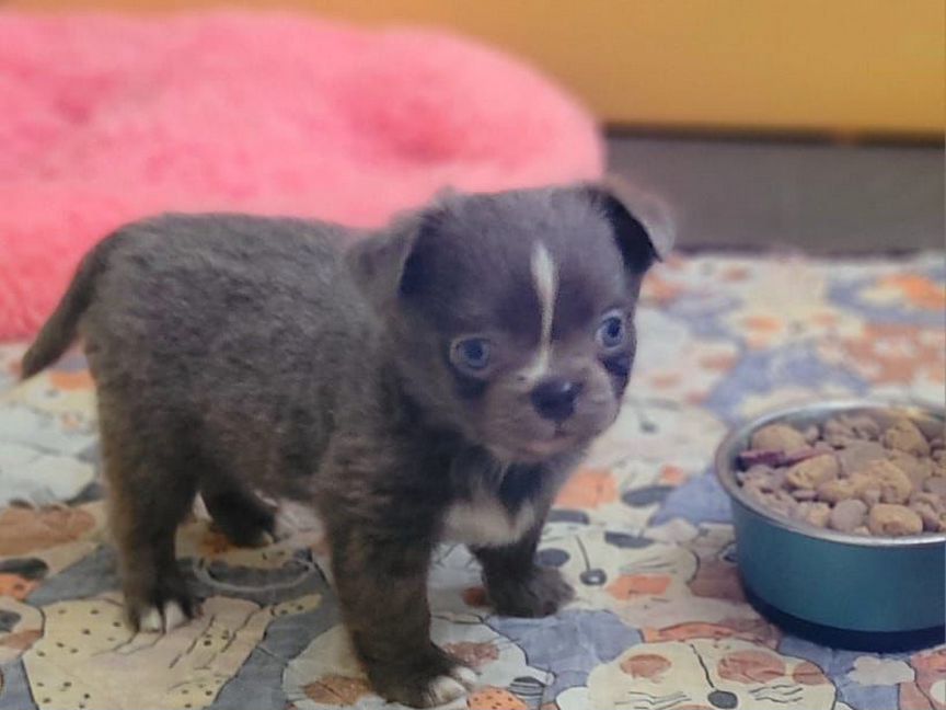 Щенки чихуахуа