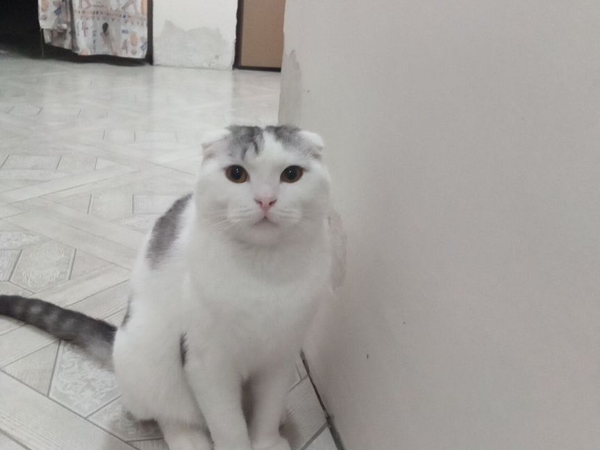 Шотландская вислоухая кошка белая