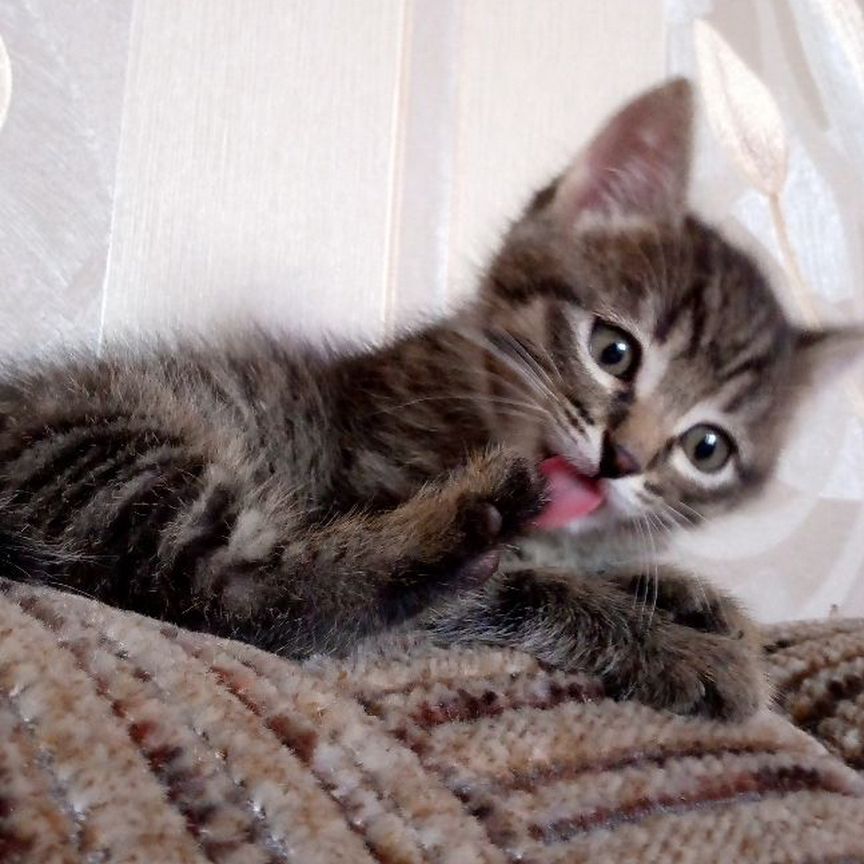 Котята