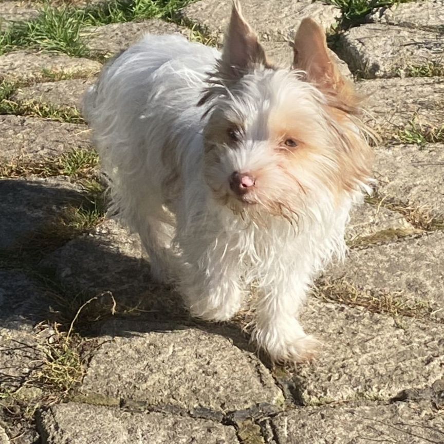 Щенок биро йорк