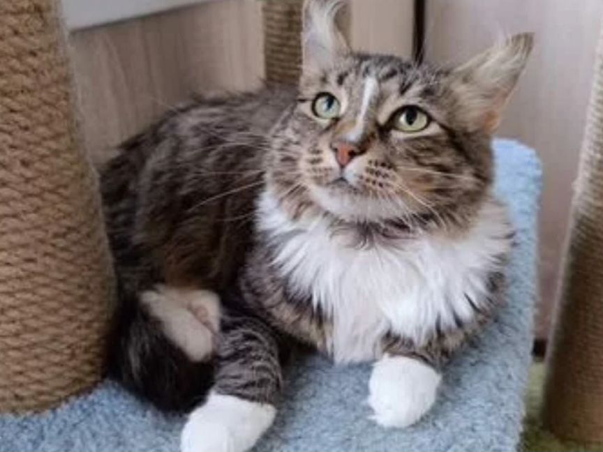 Кошечка сибирская ищет дом или передержку