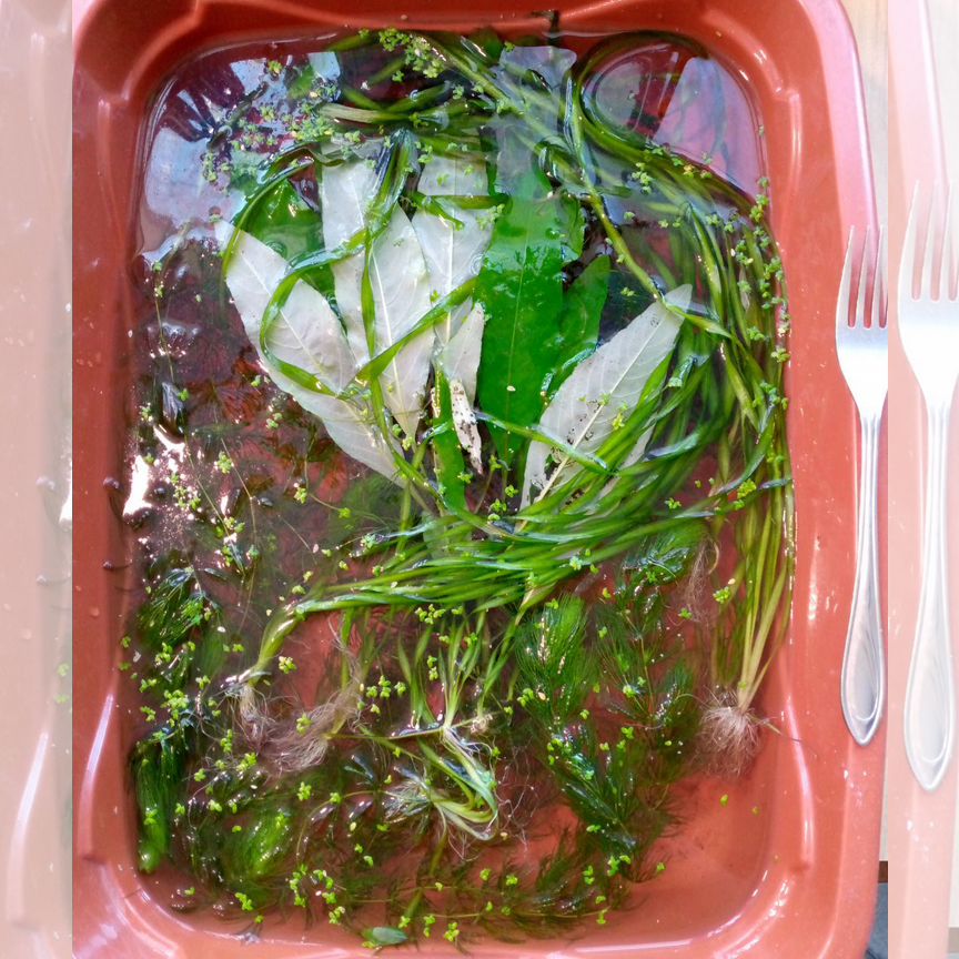 Аквариумные растения прополка