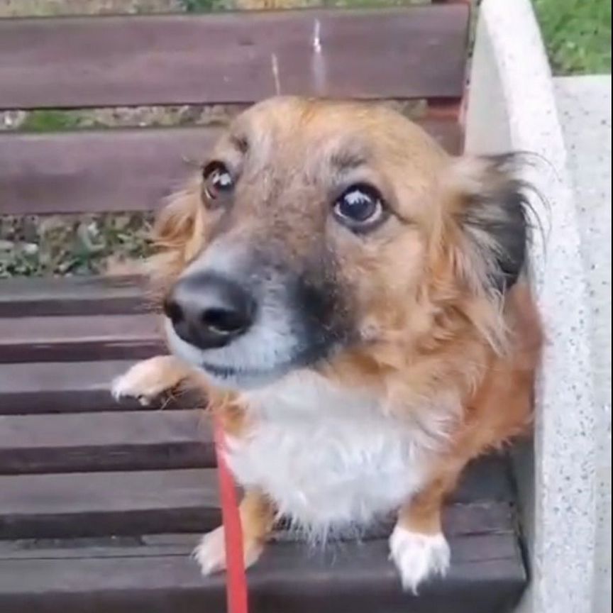 Небольшая собачка в добрые руки