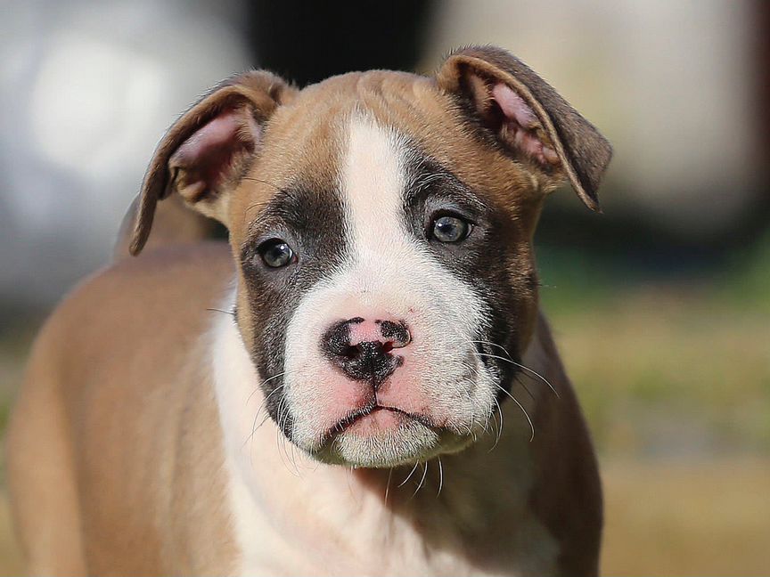 Вязка с красавчиком