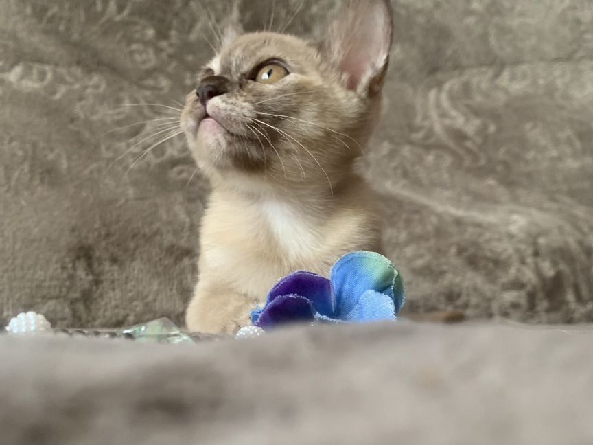 Бурманские котята