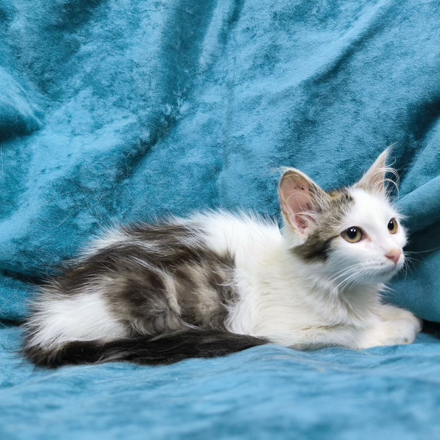 Котенок, 2.5 месяца, девочка