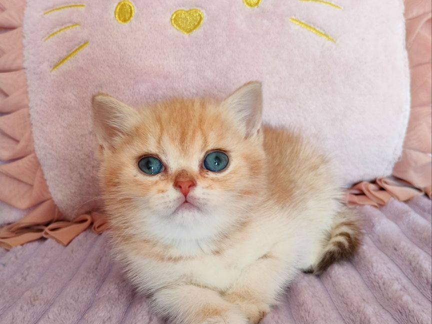 Золотая шиншилла девочка