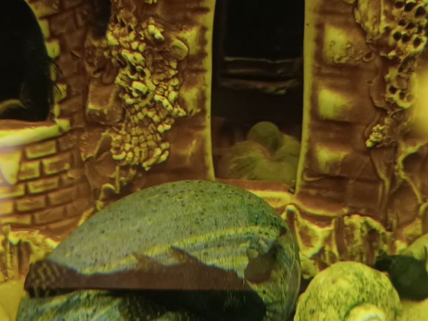 Циклиды сомики