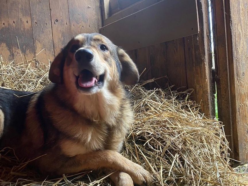 Собака ищет дом