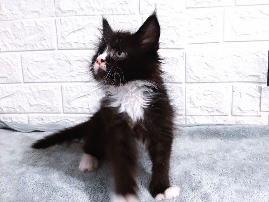 Котик Мейн-Кун