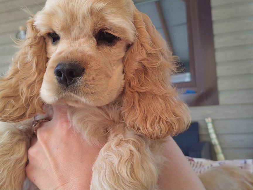 Щенок американского кокер спаниеля