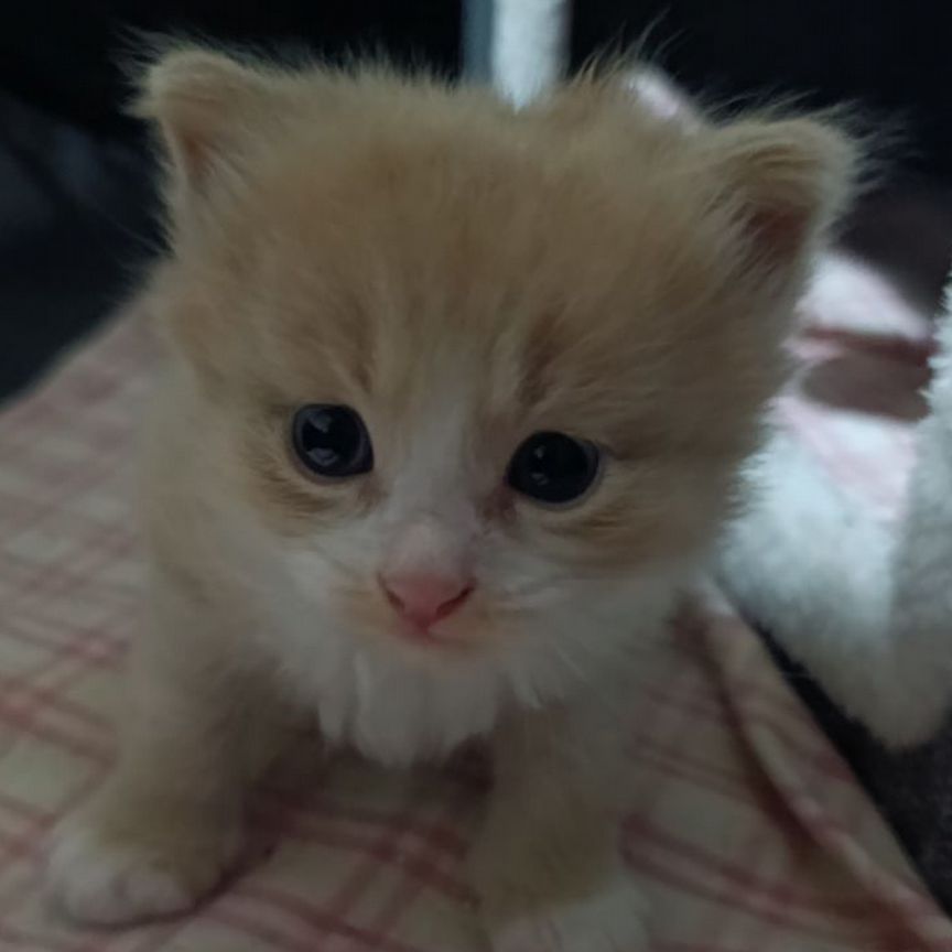 Отдам котят в добрые руки